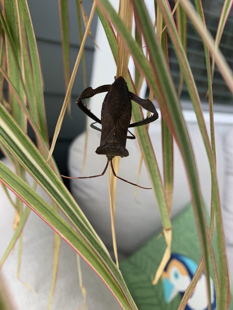 Giant leaf-footed bug from Electric Ave, Nashville, TN, US on June 16 ...