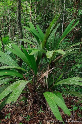 Pinanga mirabilis · iNaturalist