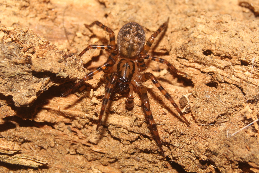 Rubrius from Arauco, Bío Bío, Chile on March 27, 2019 by Edgardo Flores ...