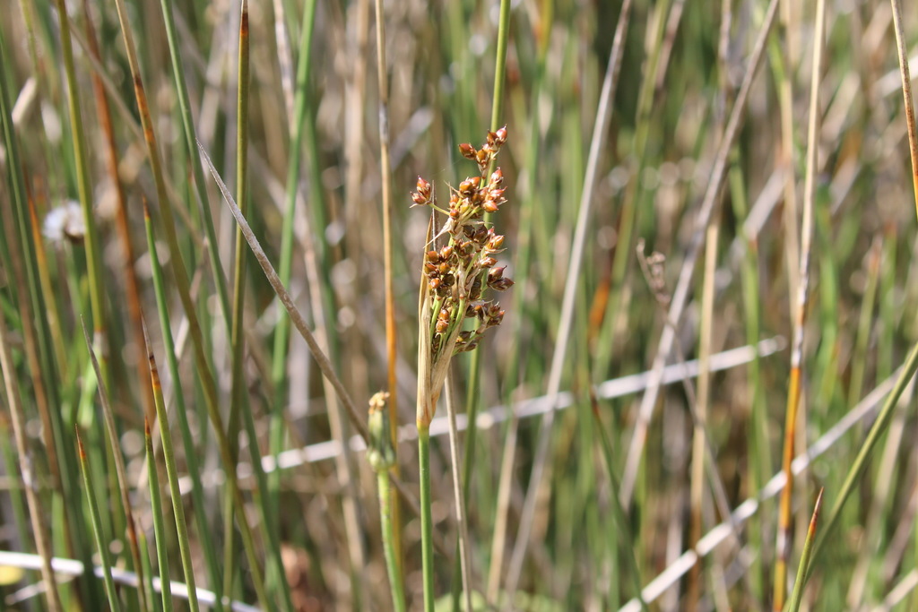 spiny rush from Haute-Corse, Corse, FR on May 19, 2017 at 03:37 AM by ...