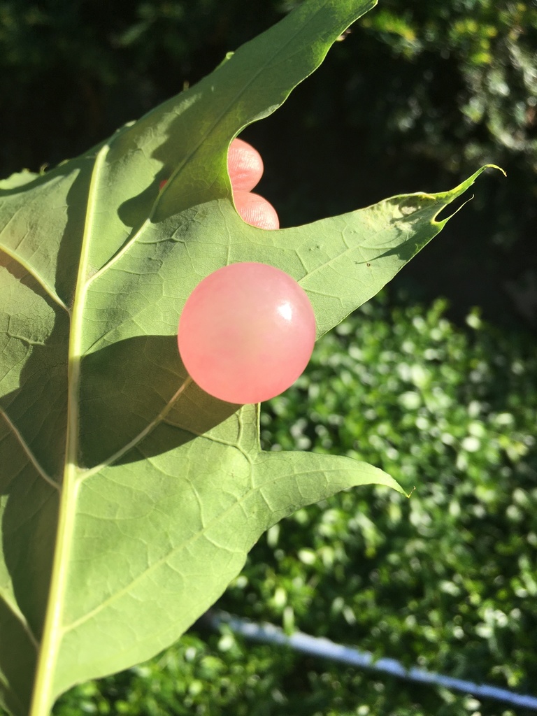 Translucent Oak Gall Wasp from The Pennsylvania State University, State ...
