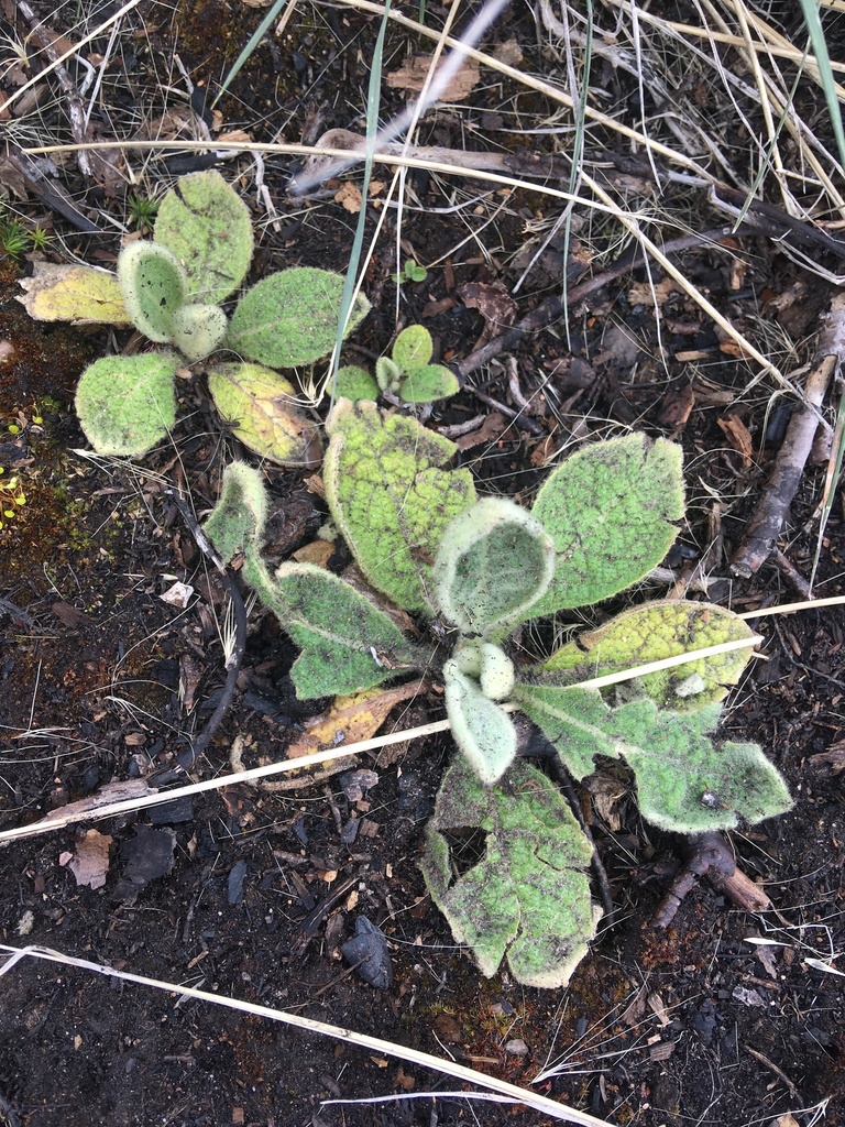 great mullein from Banff National Park, AB, CA on June 16, 2020 at 02: ...