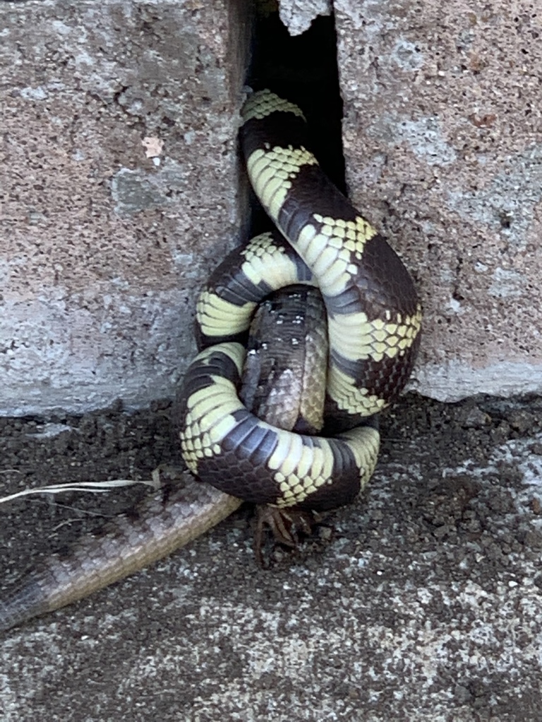 California King Snake from Bertro Dr, La Mesa, CA, US on June 4, 2020 ...