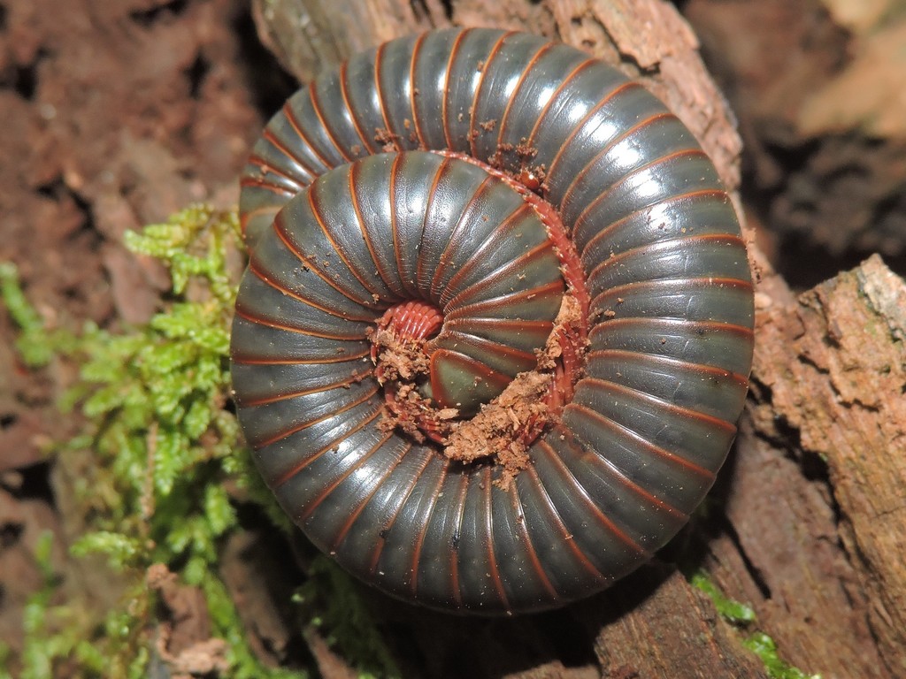 American Giant Millipede Complex from Russell County, VA, USA on June ...