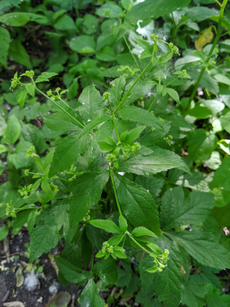Black Snakeroot from Madison, WI 53704, USA on June 16, 2020 at 04:18 ...