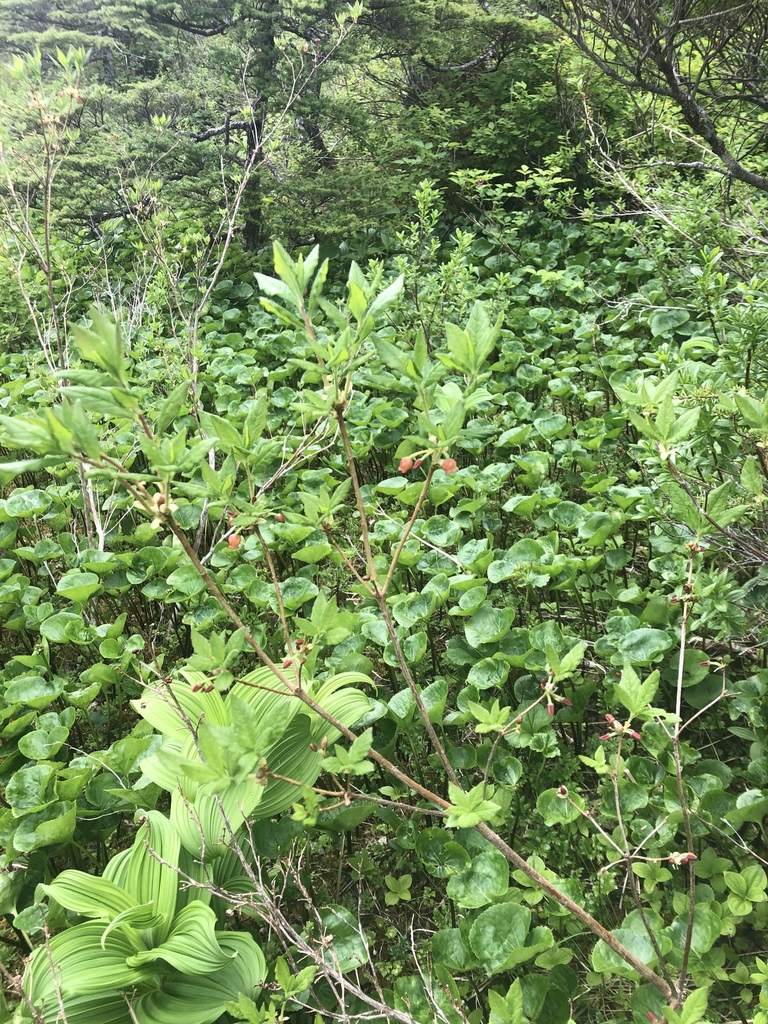 mock azalea from Heney Ridge Trail, Valdez, AK, US on June 16, 2020 at ...