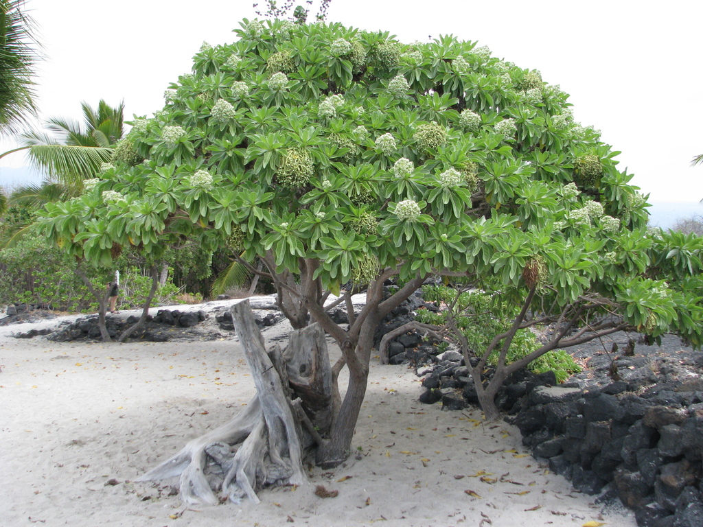 tree heliotrope from Kailua-Kona, HI, USA on March 30, 2010 at 05:07 PM ...
