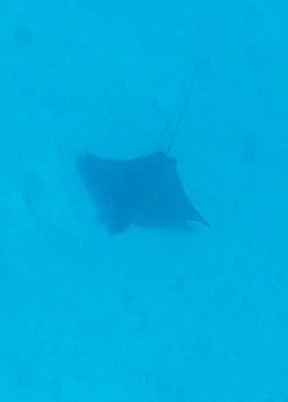 Duckbill Ray from Αμμόχωστος, Κύπρος on August 27, 2019 at 12:49 PM by ...