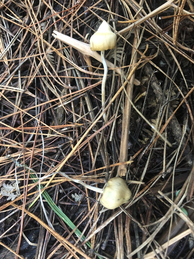 Liberty Cap in June 2020 by Christopher Maggs · iNaturalist
