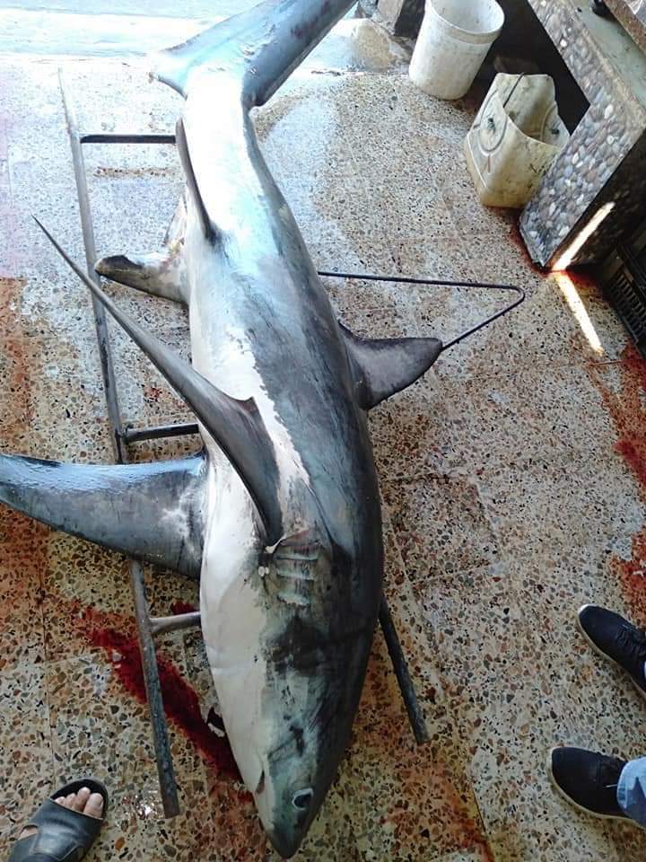 Thresher Shark in August 2018 by ANUBIS · iNaturalist