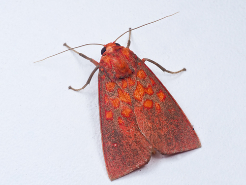 Melese punctata · iNaturalist