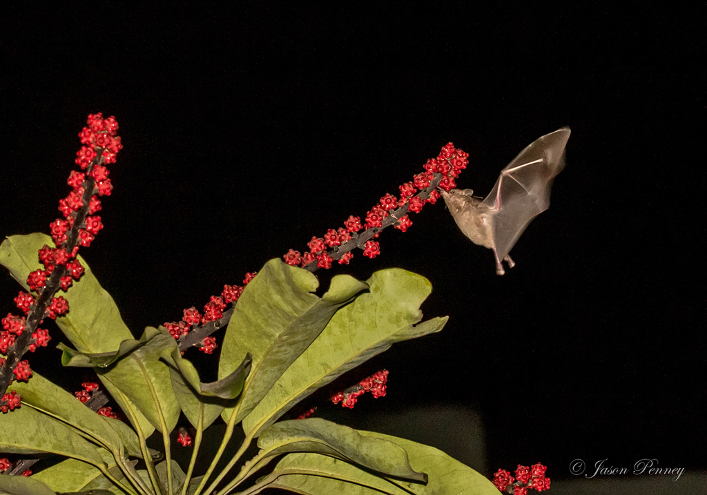 Pallas's Long-tongued Bat from Lima, Lima Metropolitan Area, Peru on ...