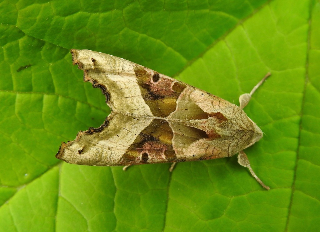 Angle Shades (Buxton Day Flying Moths) · BioDiversity4All