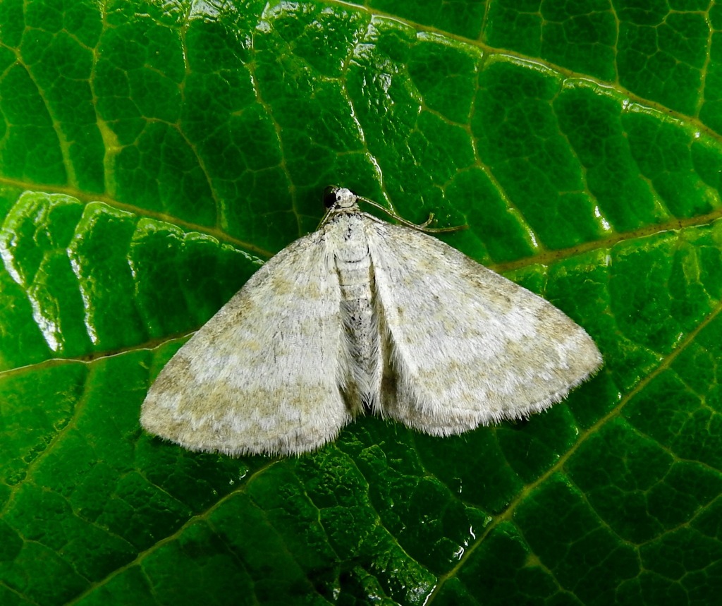 Grass Rivulet (Buxton Day Flying Moths) · BioDiversity4All