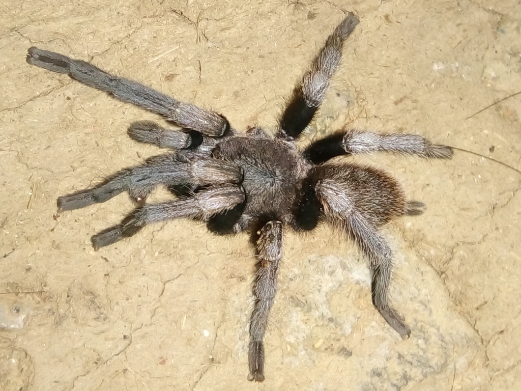 Himalayan Earth-tiger Tarantula from क्वाराली, उत्तराखण्ड, भारत on June ...