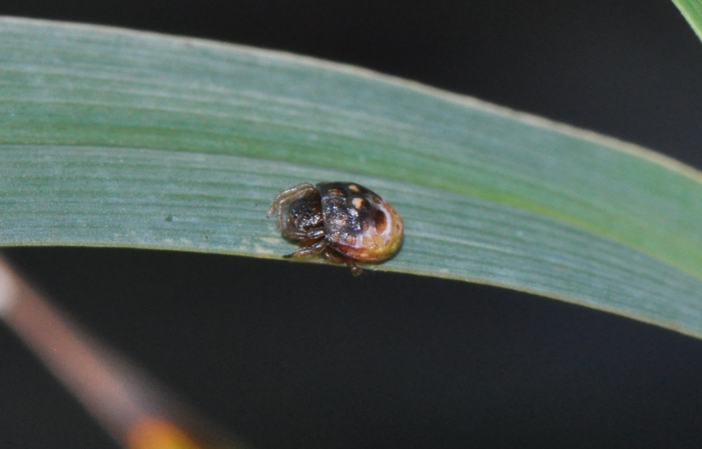 Demadiana from New South Wales, AU on May 21, 2017 at 10:13 AM by liz ...
