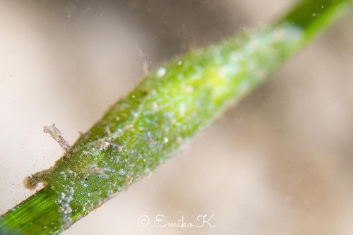 Phyllaplysia viridis · iNaturalist