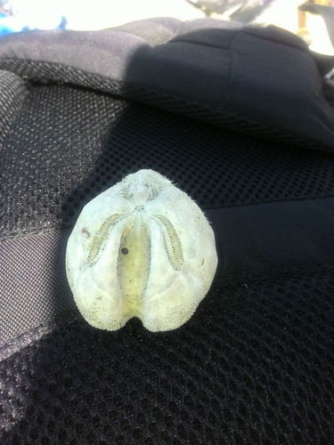 Genus Ova · iNaturalist