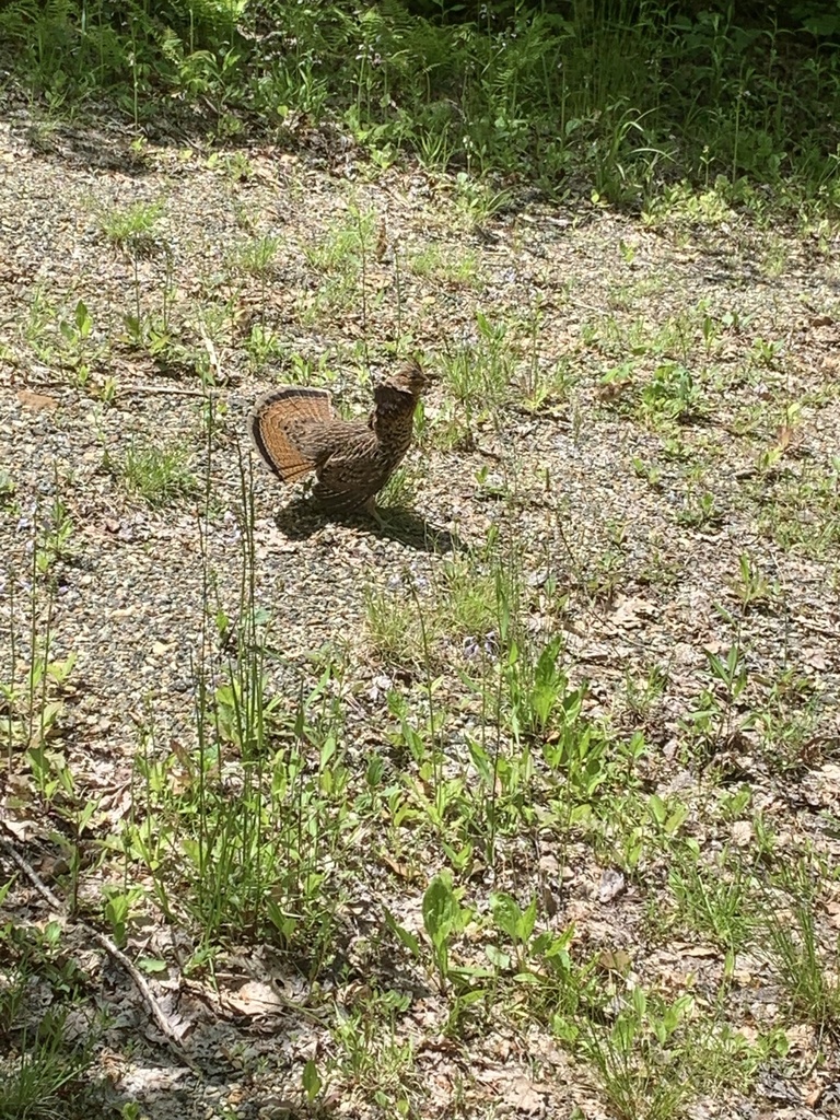 Ruffed Grouse from Nantahala National Forest, Sylva, NC, US on May 17 ...
