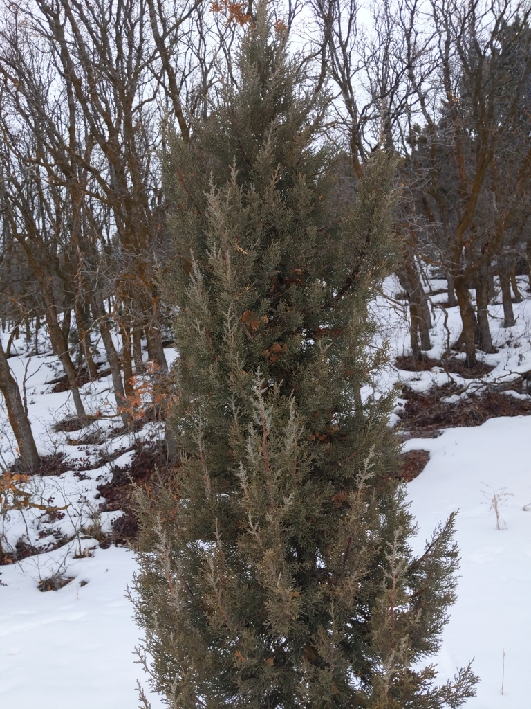 Utah Juniper from Herriman, UT 84096, USA on January 23, 2020 at 10:09 ...