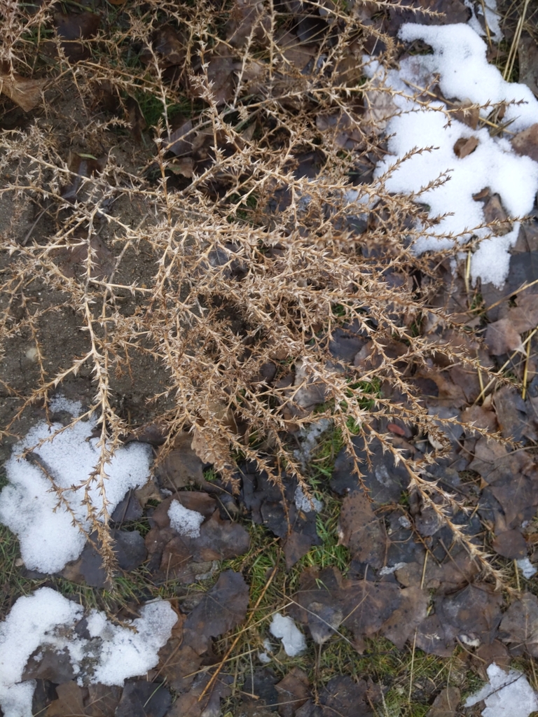 Prickly Russian Thistle from Sandy, UT 84070, USA on January 22, 2020 ...