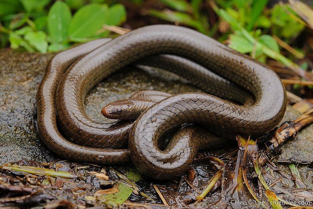 Olive Small-eyed Snake from Siburan, Sarawak, Malaysia on November 26 ...