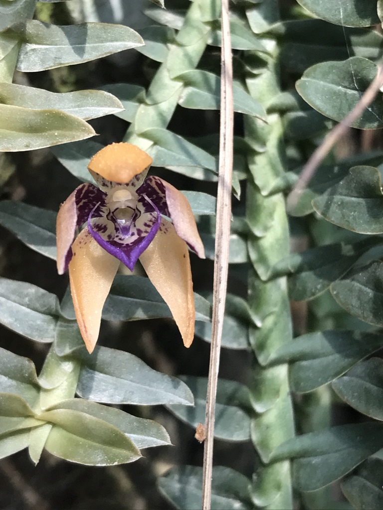 Dichaea pendula from Chajul - El Tesoro, Nebaj, El Quiche, GT on May 21 ...