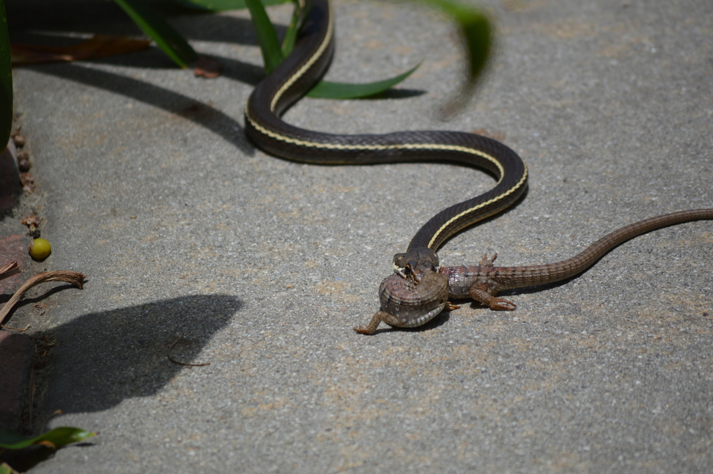 California Striped Racer in June 2020 by Chris DeGroof. Observation and ...