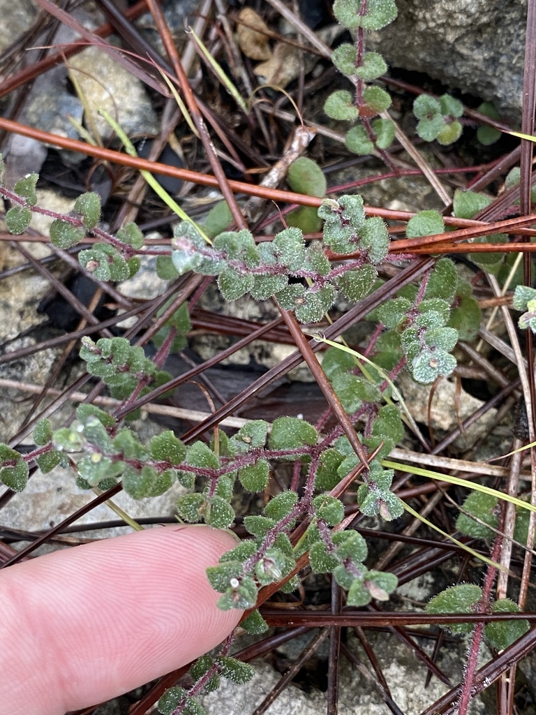 Pineland Sandmat in February 2020 by kristicees · iNaturalist