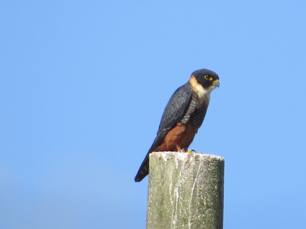 Bat Falcon from Kikil, Yuc., México on December 7, 2013 at 01:39 PM by ...