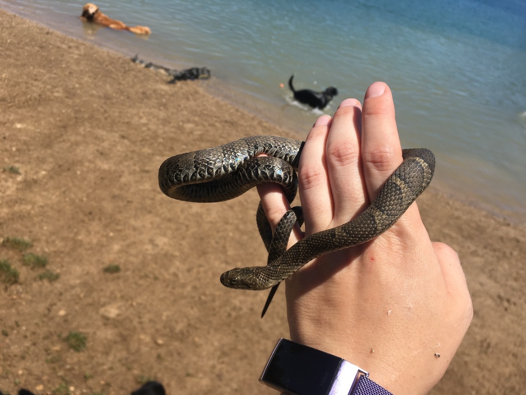 Common Watersnake from Prairie Oaks Metro Park, Hilliard, OH, US on ...