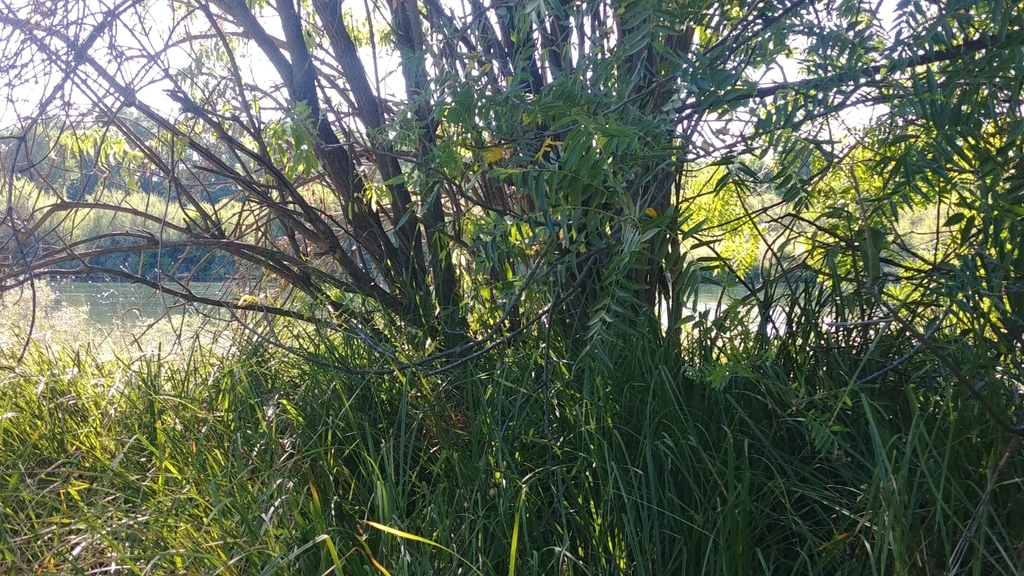 California bulrush from Corning, CA 96021, USA on June 16, 2020 at 05: ...