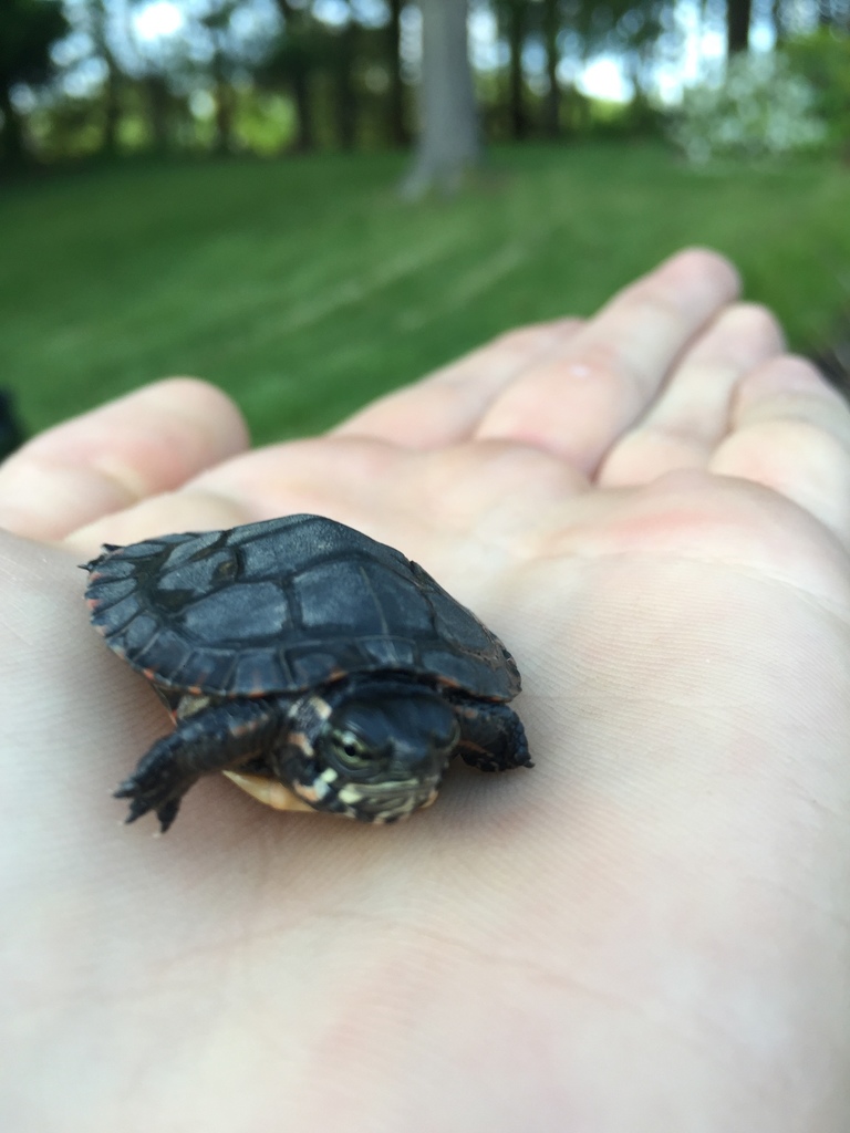 Eastern Painted Turtle from 36 Margaret Ln, Glastonbury, CT, US on May ...