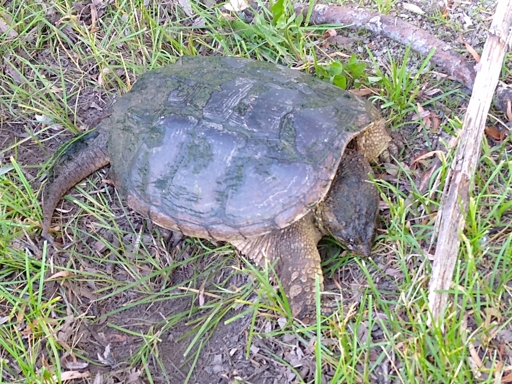 Common Snapping Turtle from Appleton, WI, USA on June 18, 2020 at 06:25 ...