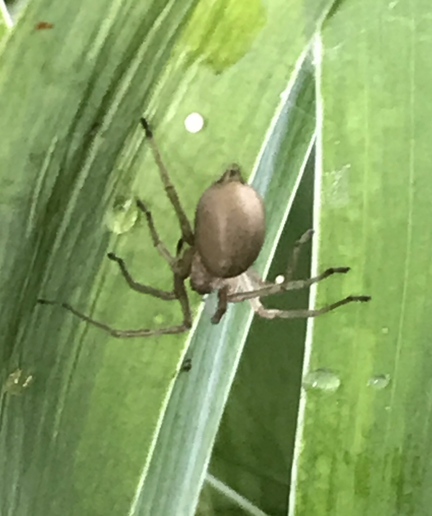 Typical Spiders from 3128 El Paso Dr, Columbus, OH, US on May 21, 2017 ...
