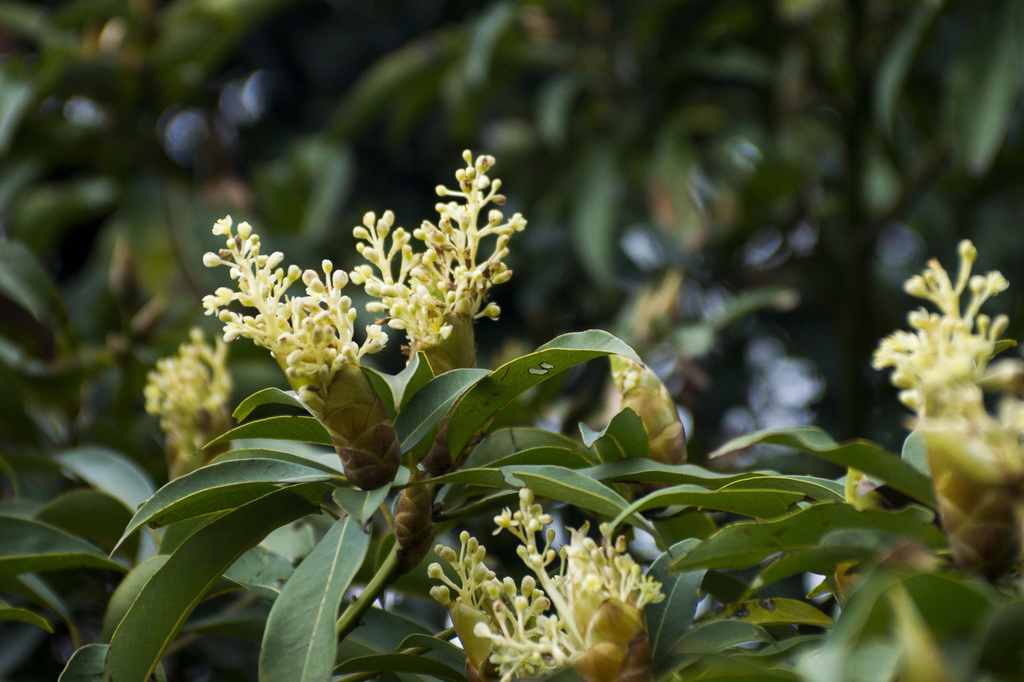 Machilus from Lam Tsuen, Hong Kong on February 21, 2016 at 02:43 PM by ...