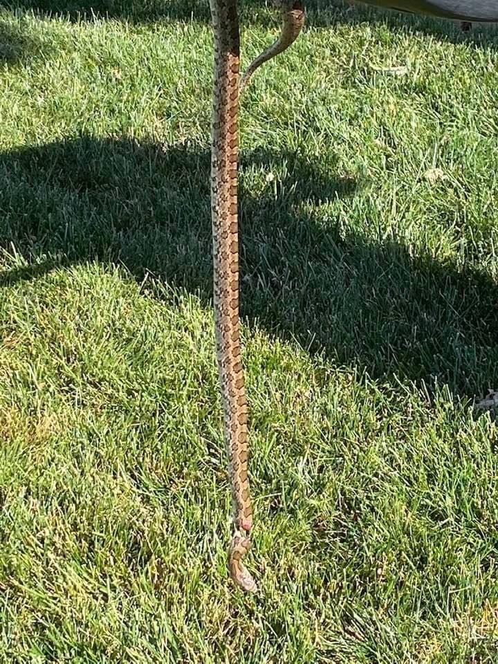 Prairie Kingsnake from S 131st St, Bonner Springs, KS, US on June 18 ...