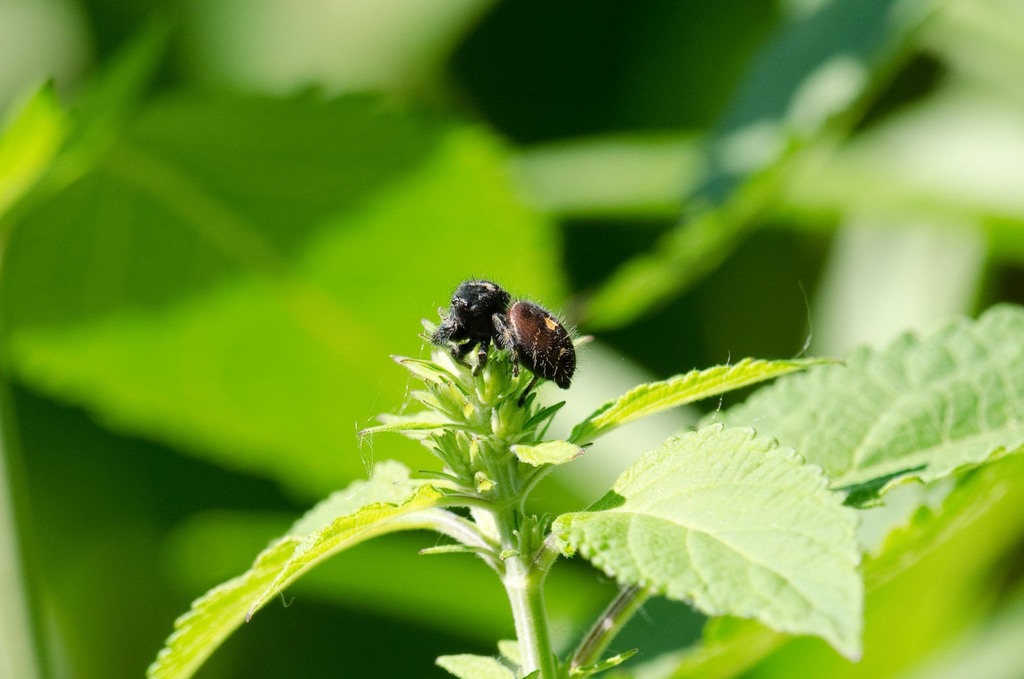 Bold Jumping Spider from Princeton Heights, St. Louis, MO, USA on June ...