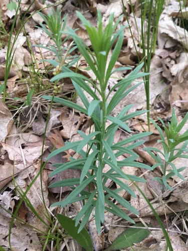 Hybrid Toadflax (Noxious Weeds of Colorado) · iNaturalist