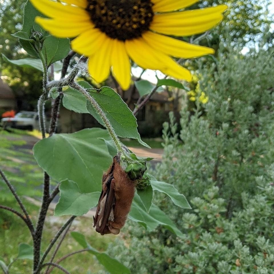 Eastern Red Bat from Summer Dr, Austin, TX, US on June 18, 2020 at 06: ...