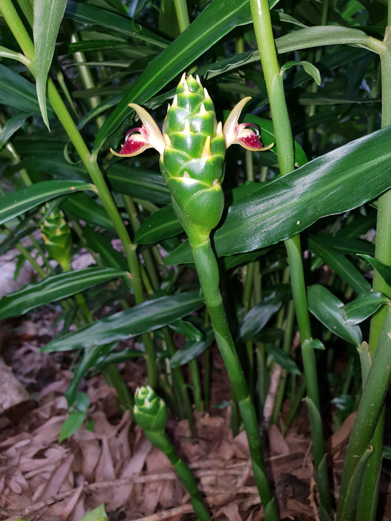 Zingiber Officinale Plant