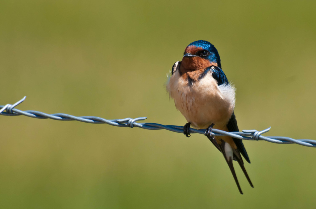 Barn Swallow from heber city, utah on June 04, 2011 at 11:09 AM by Jay ...