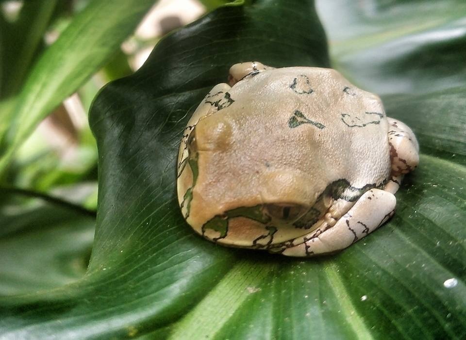 Natal Forest Tree Frog from Stanley Road, Centurion, GP, ZA on October ...