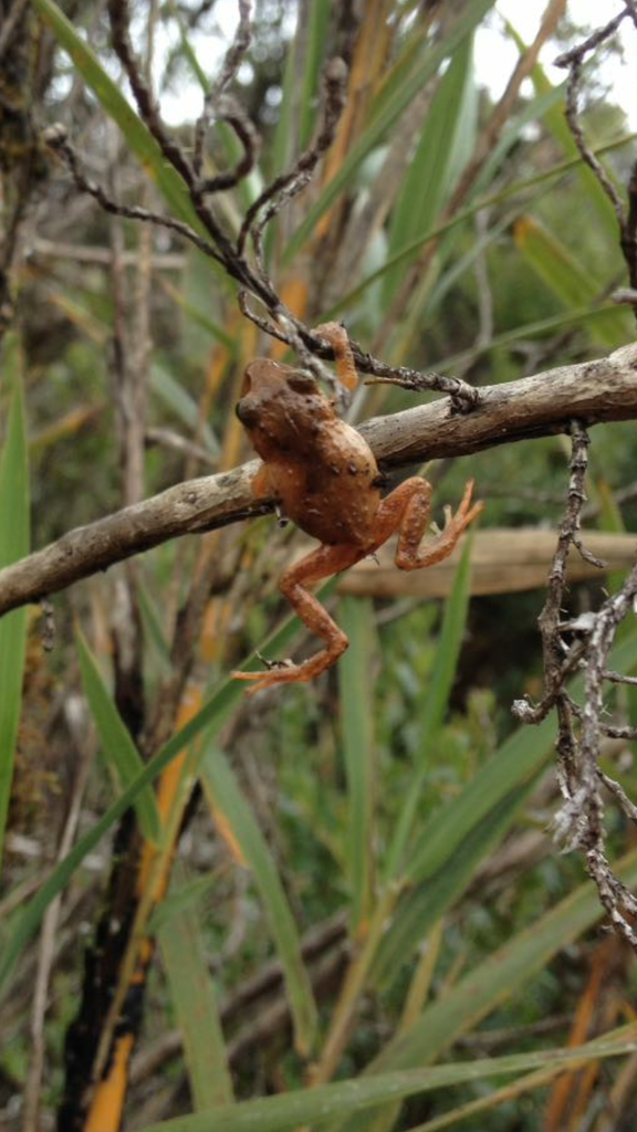 Bogota Robber Frog from Fómeque, Cundinamarca on May 22, 2017 at 12:22 ...