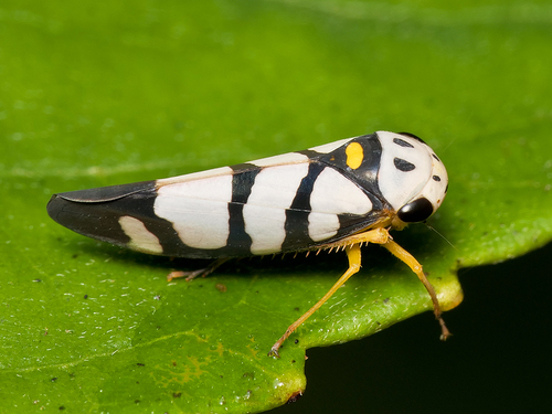 subfamilia Neobalinae · iNaturalist Chile