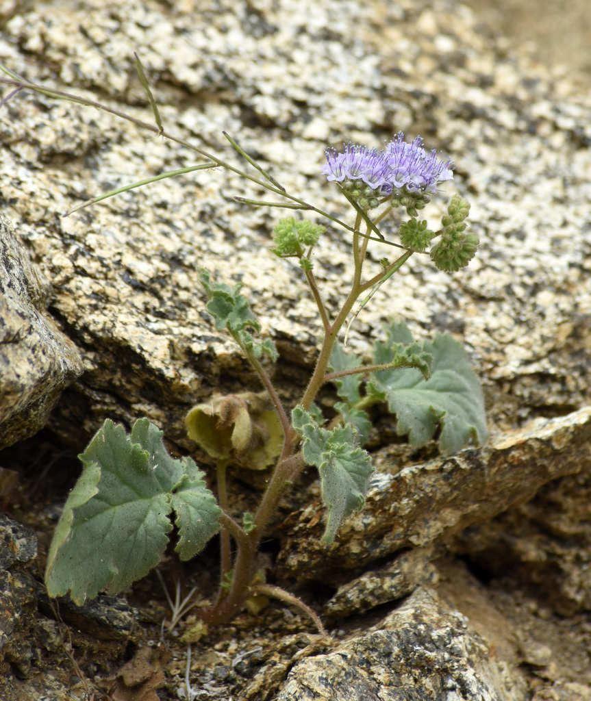 pedicellate phacelia from San Diego County, CA, USA on April 7, 2017 at ...