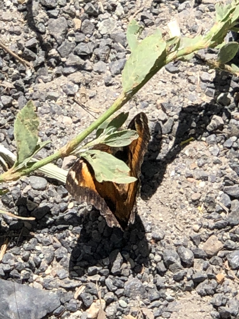 California Tortoiseshell from Yosemite National Park, Mariposa County ...
