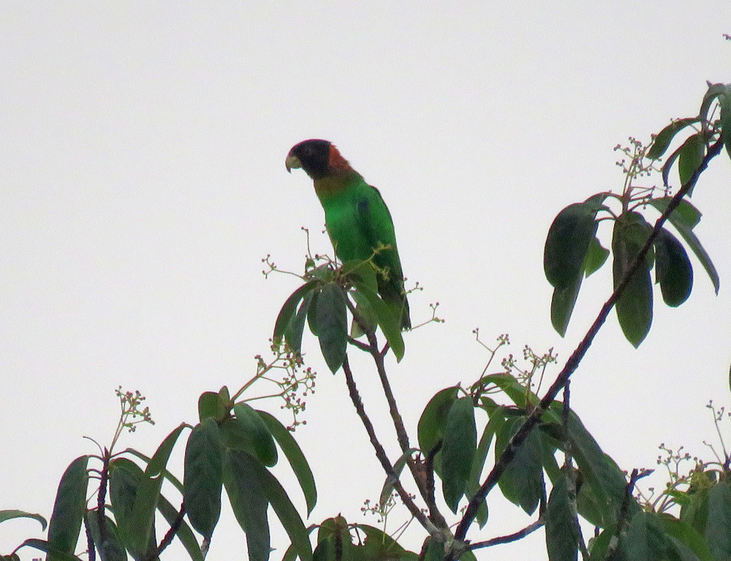 Caica Parrot in October 2015 by Vincent · iNaturalist