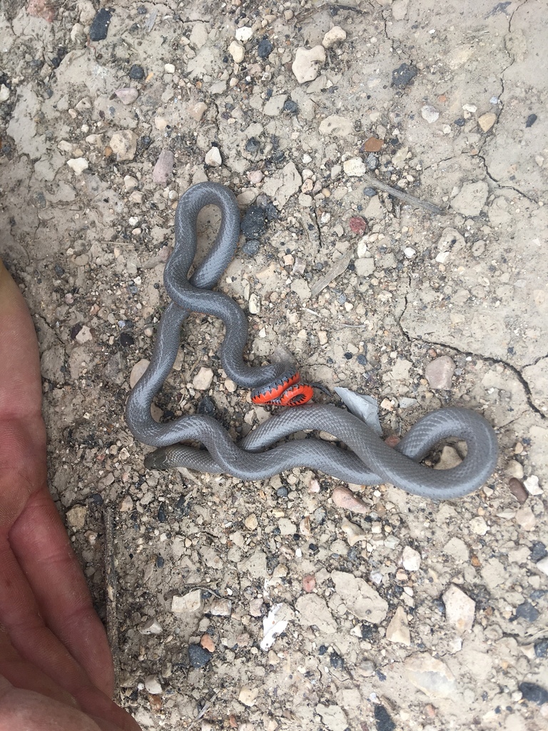 Regal Ringneck Snake in May 2017 by Reed McClure · iNaturalist