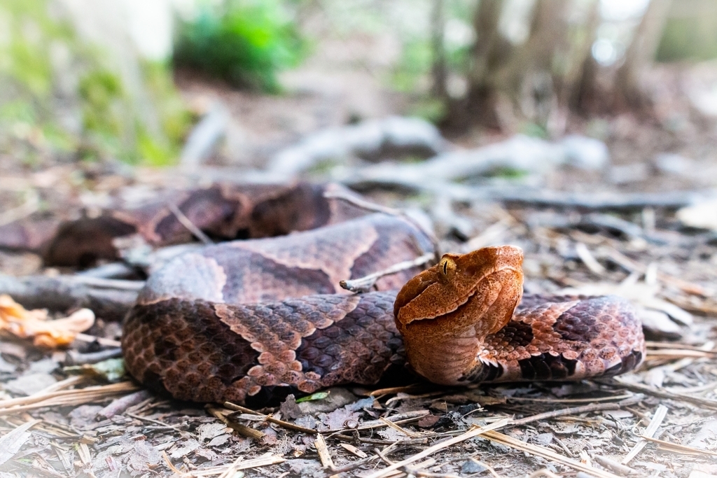 Eastern Copperhead from summersville lake west virginia on July 02 ...